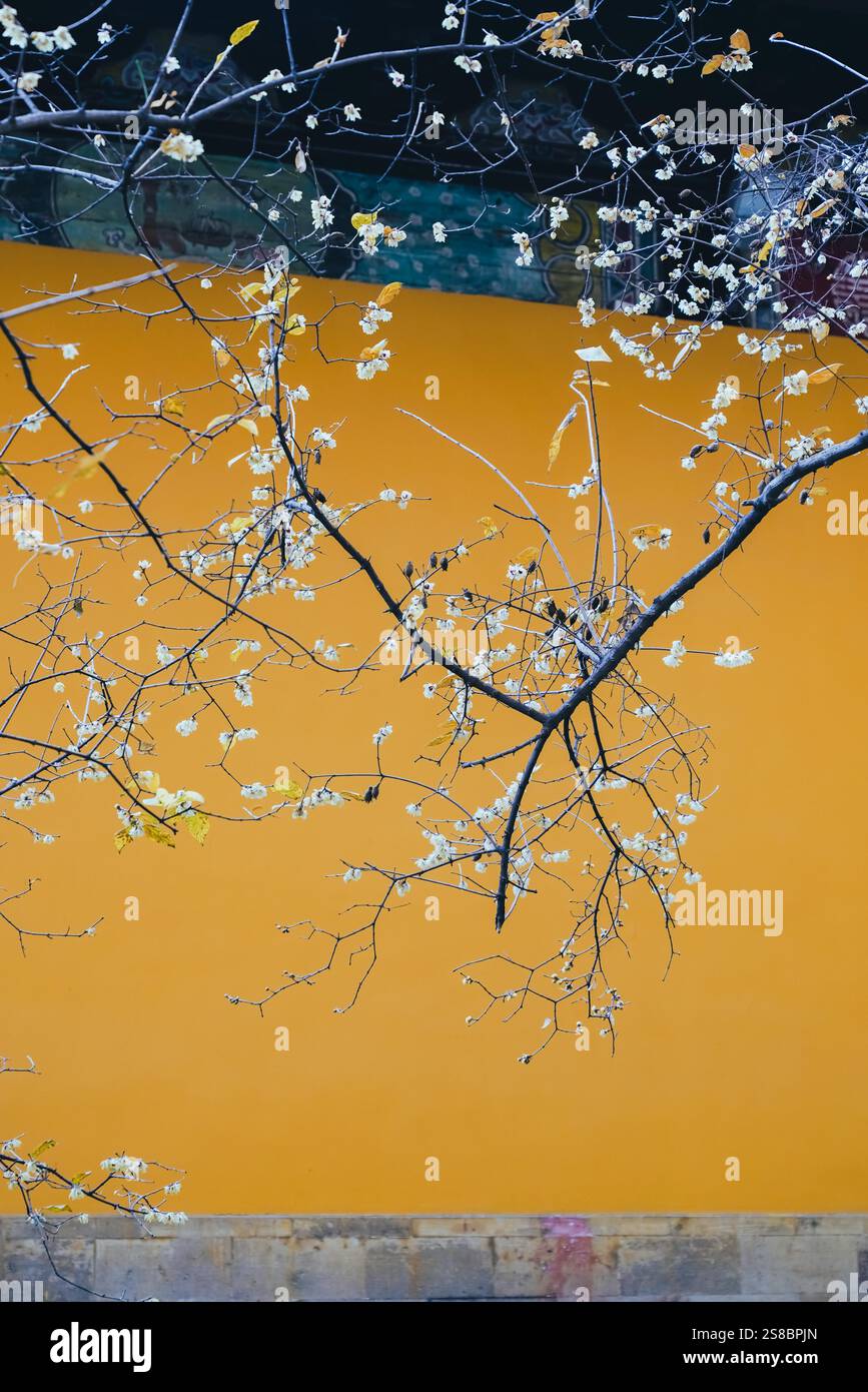 Wintersweet flowers bloom at a temple in Suzhou City, east China's ...