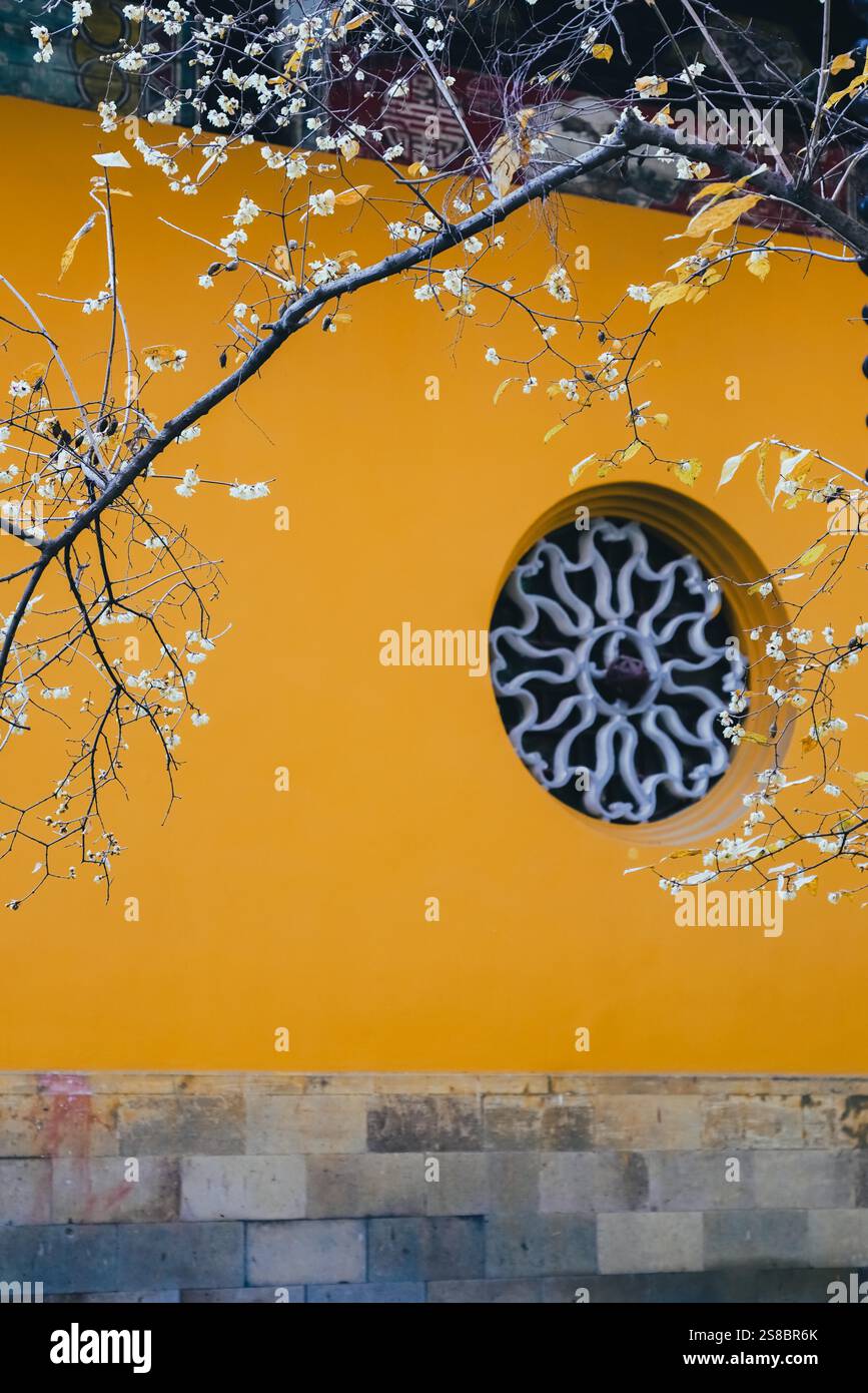 Wintersweet flowers bloom at a temple in Suzhou City, east China's ...
