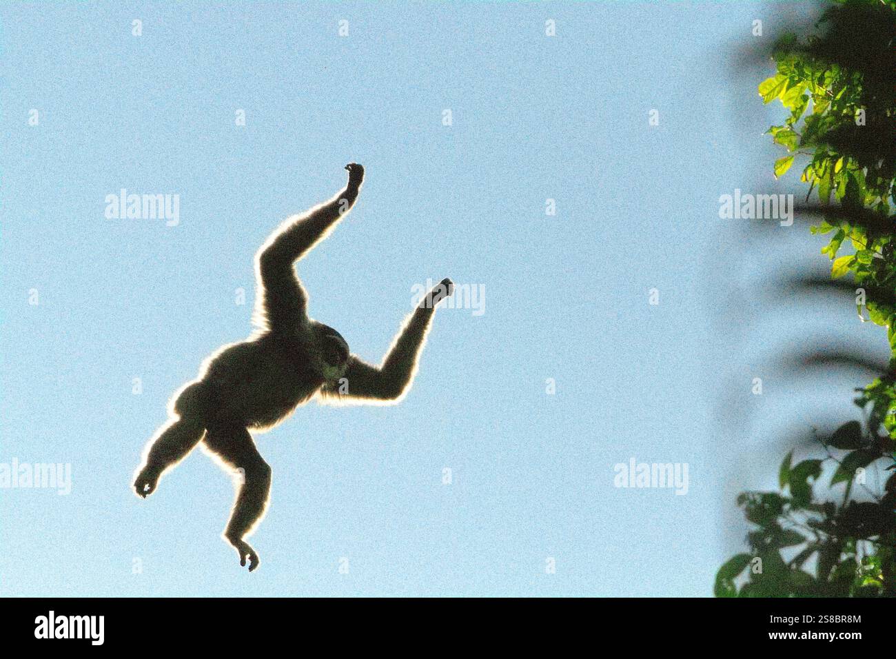 A Javan gibbon (Hylobates moloch, silvery gibbon) leaping to reach ...