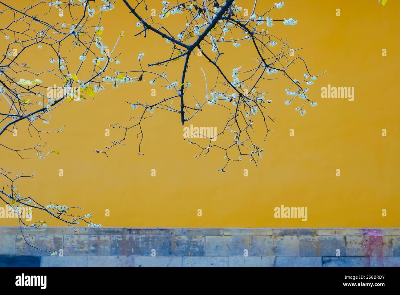 Wintersweet flowers bloom at a temple in Suzhou City, east China's ...