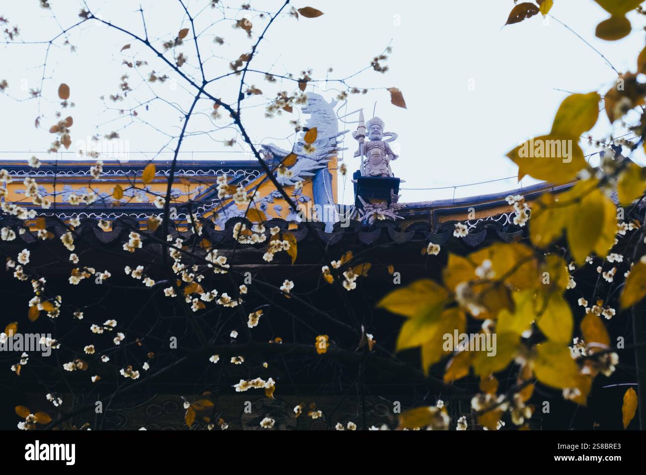 Wintersweet flowers bloom at a temple in Suzhou City, east China's ...