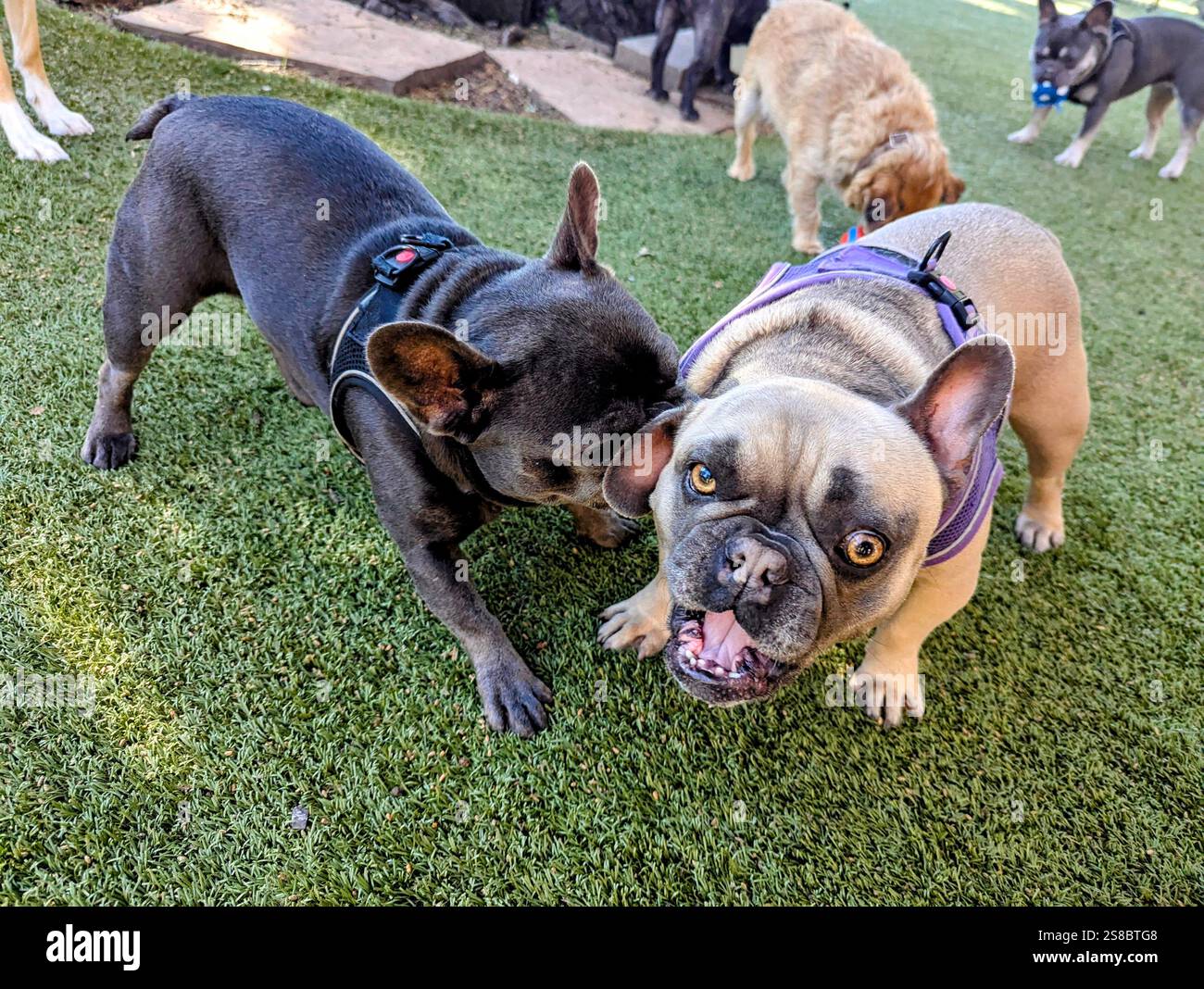 French Bulldogs playing Stock Photo - Alamy