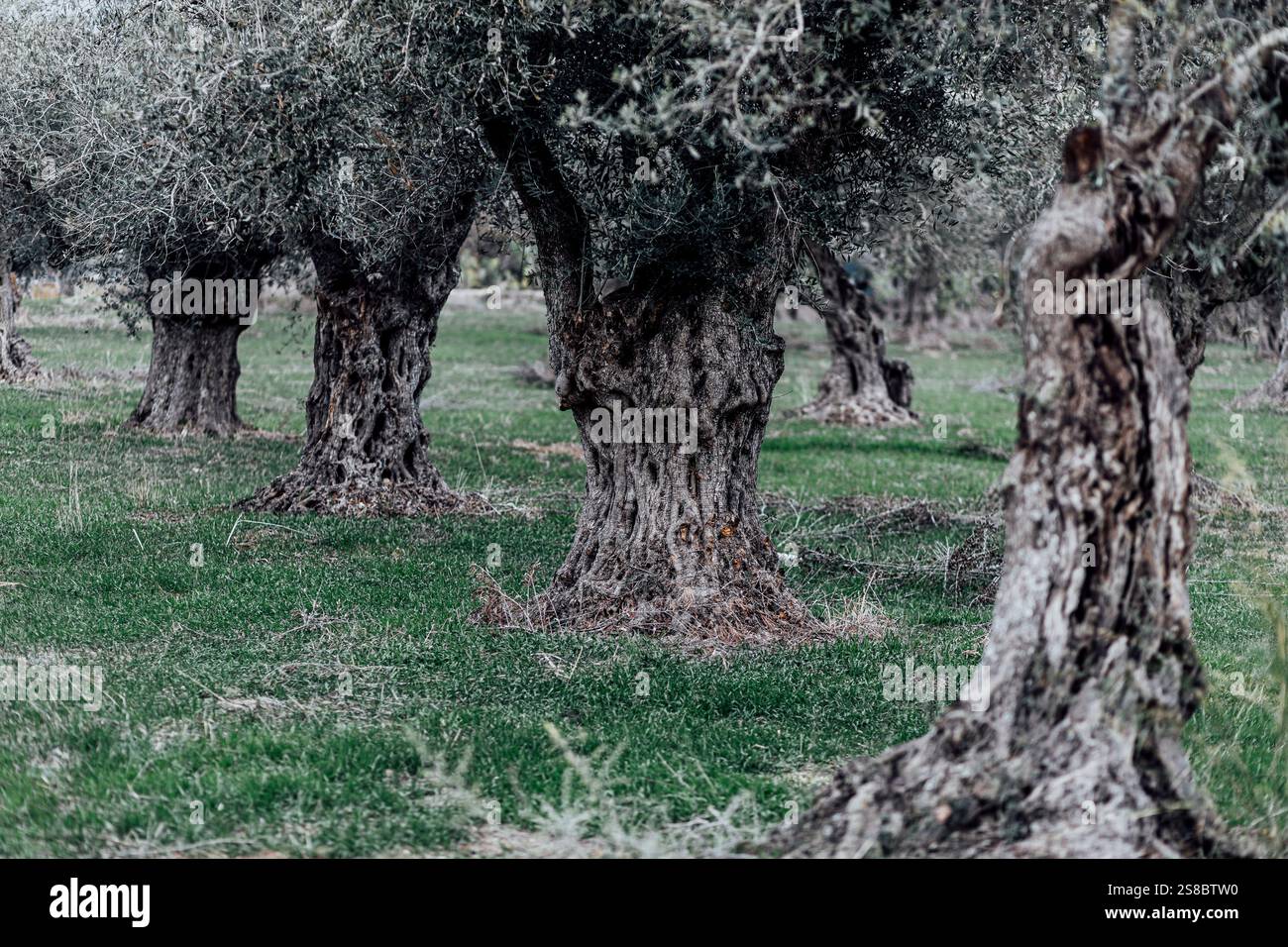 beutiful green olive oil tree and branches and fruit. natural light ...