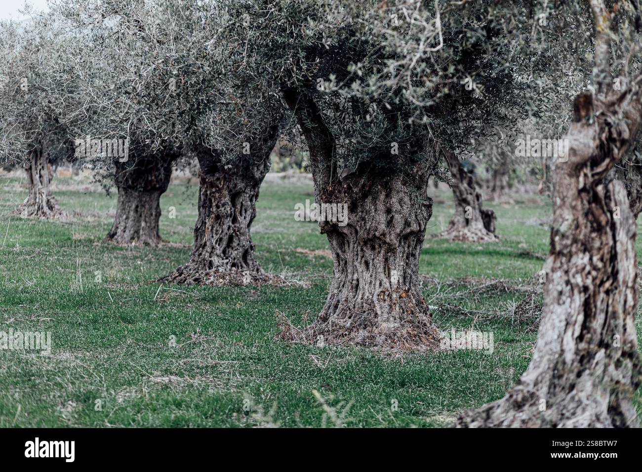 beutiful green olive oil tree and branches and fruit. natural light ...