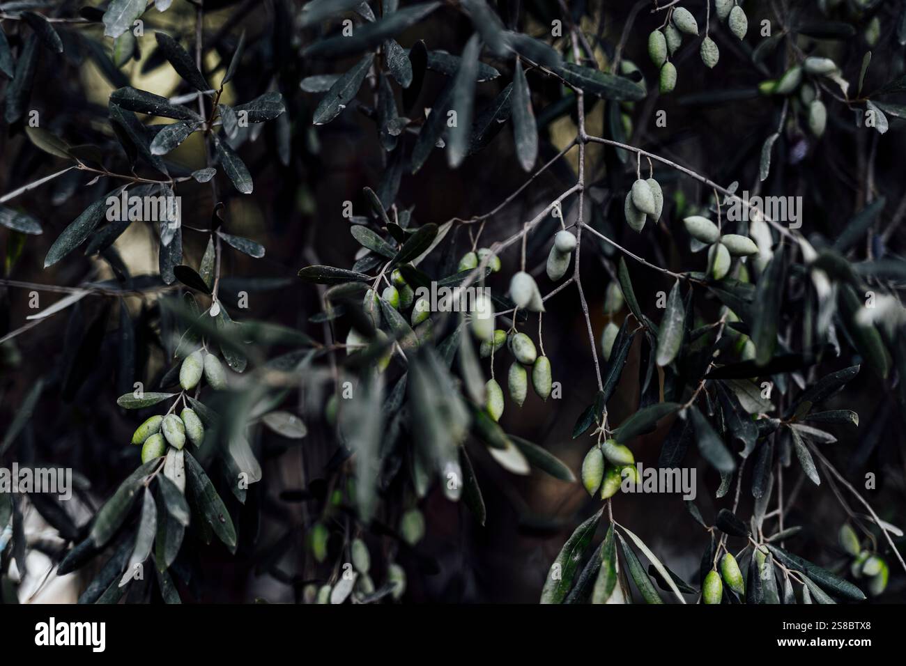 beutiful green olive oil tree and branches and fruit. natural light ...