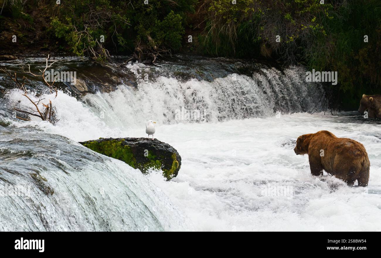 Alaska brown bear and bird on Brooks Falls. Katmai National Park ...