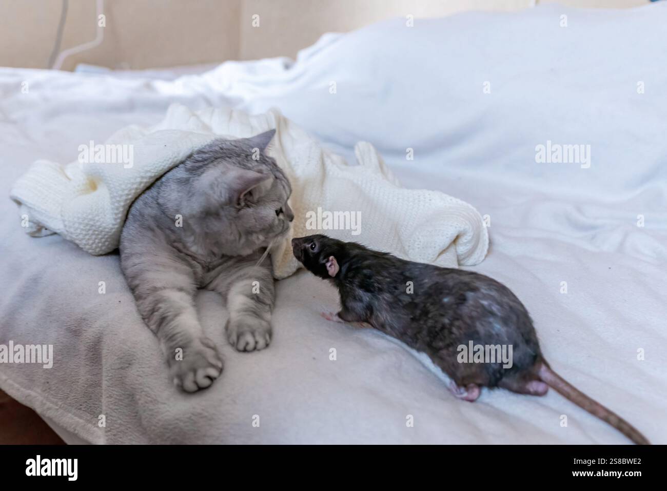 Cat Rat Bed - A grey cat lies on a white bed while a black rat walks ...