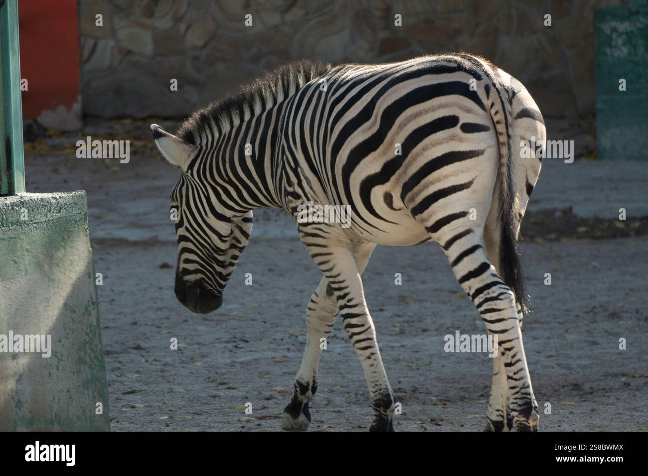 Zebra Zoo Enclosure Captivity: Single plains zebra, viewed from behind ...
