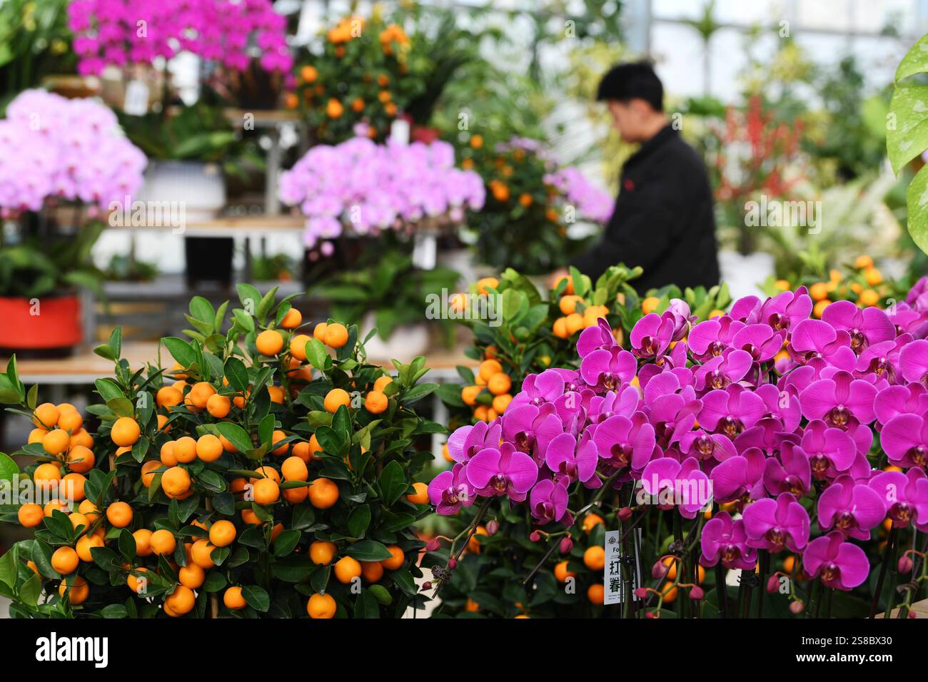 People select Spring Festival flowers in Handan City, north China's ...