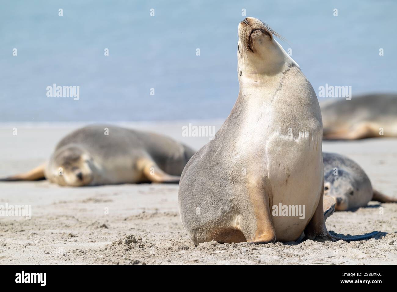 Australian Sea Lion, Seal Bay, Kangaroo Island, South Australia, native ...