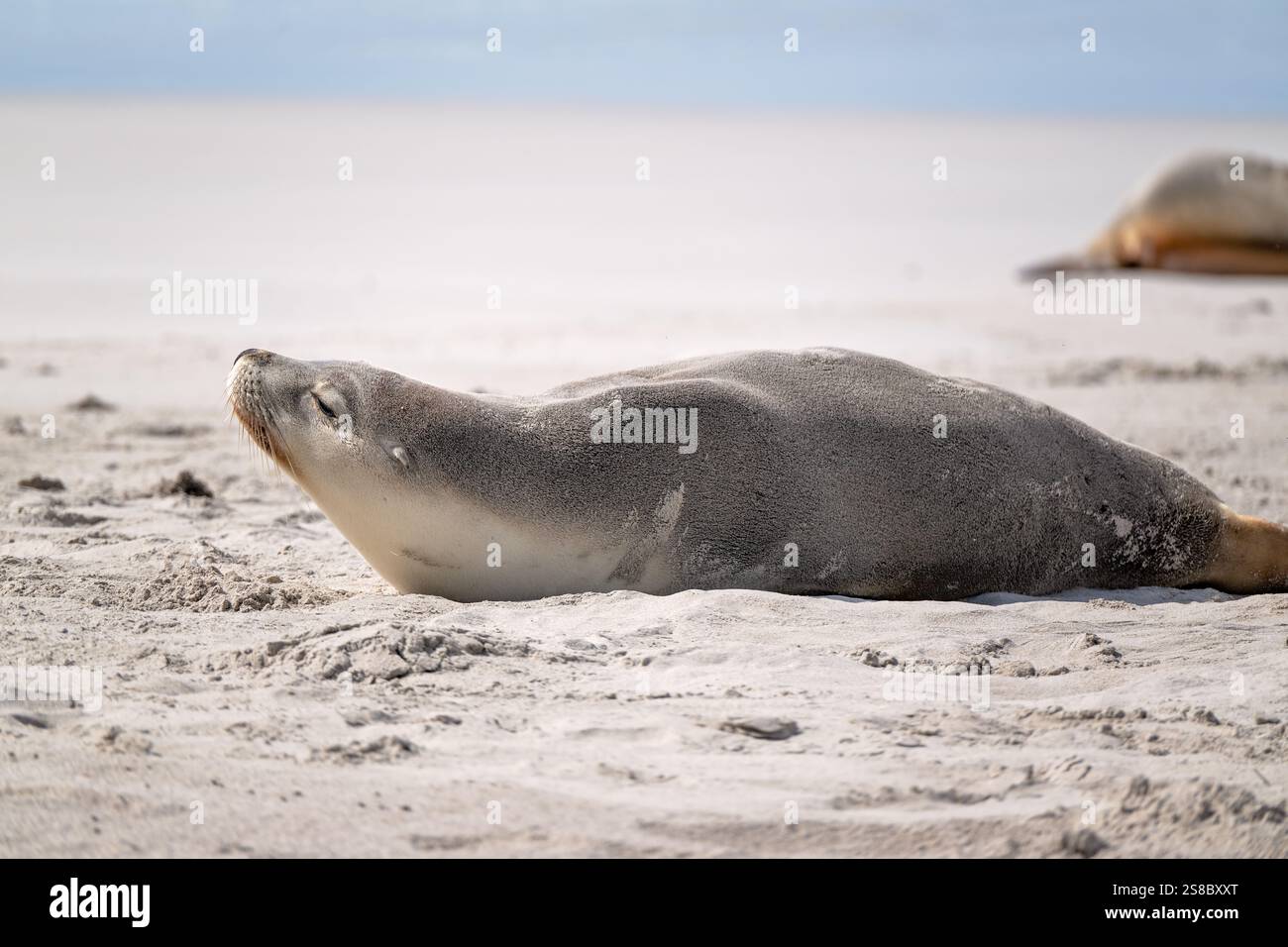 Australian Sea Lion, Seal Bay, Kangaroo Island, South Australia, native ...