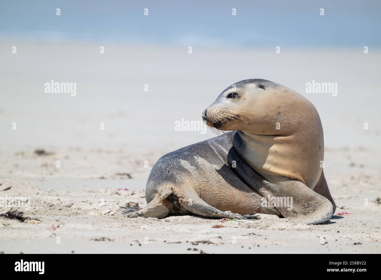 Australian Sea Lion, Seal Bay, Kangaroo Island, South Australia, native ...