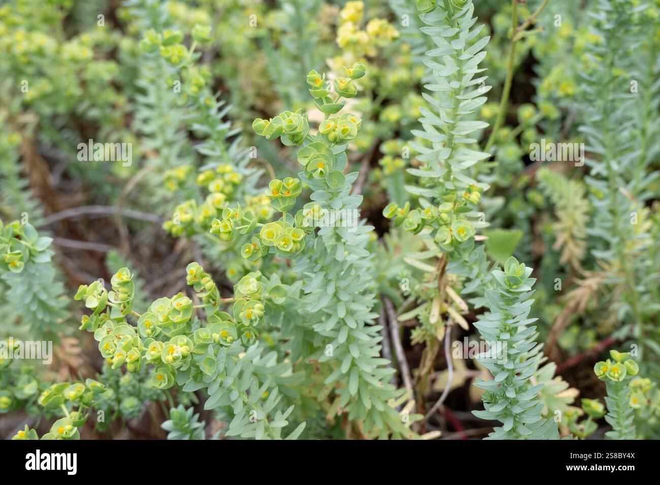 Sea spurge, Euphorbia paralias, invasive introduced coastal plant ...