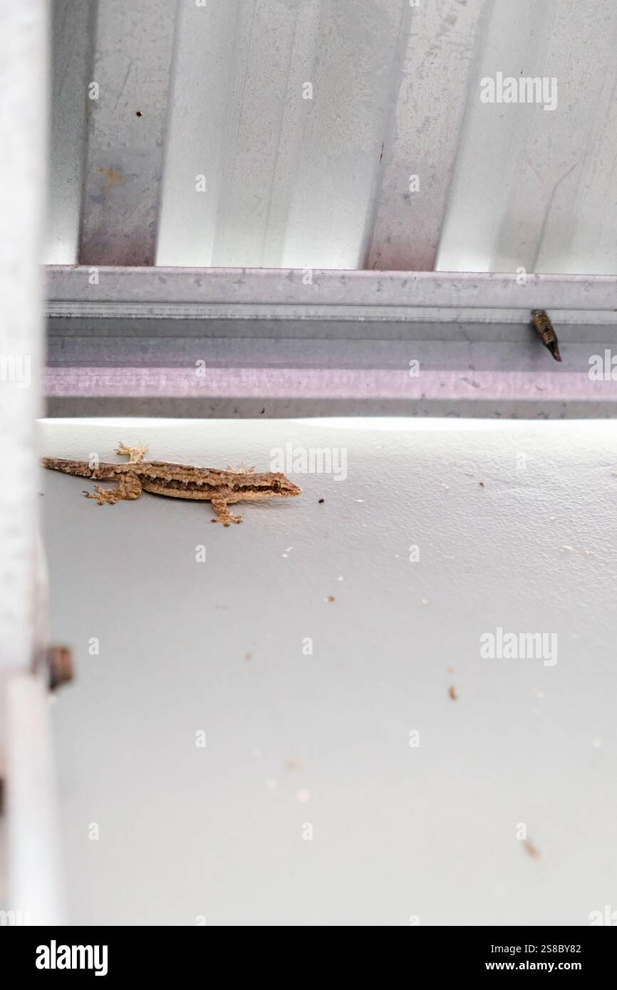 Close-up of house lizard or little gecko on a wall Stock Photo - Alamy
