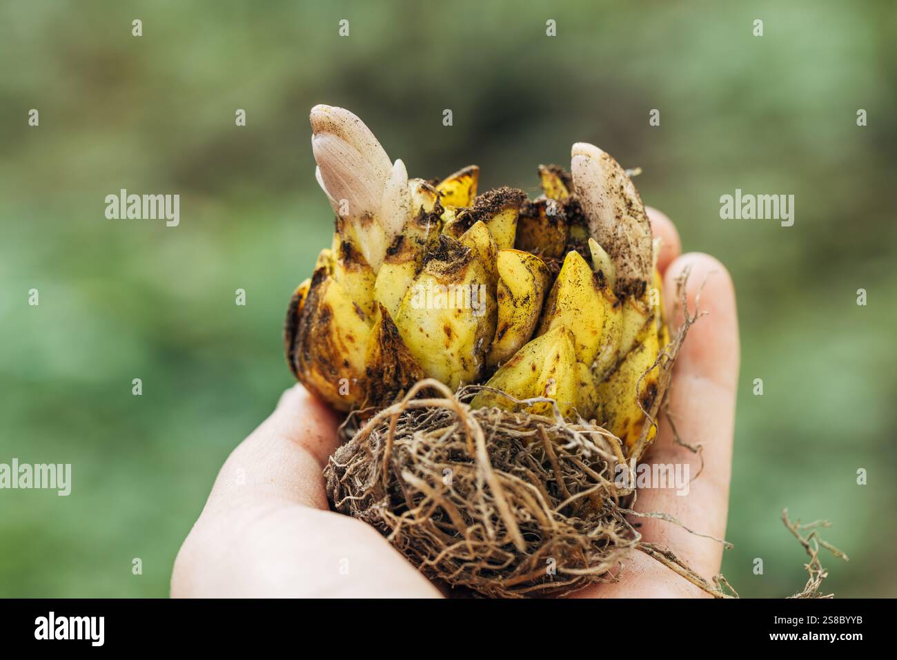 Lily bulb with sprout in hand Stock Photo - Alamy