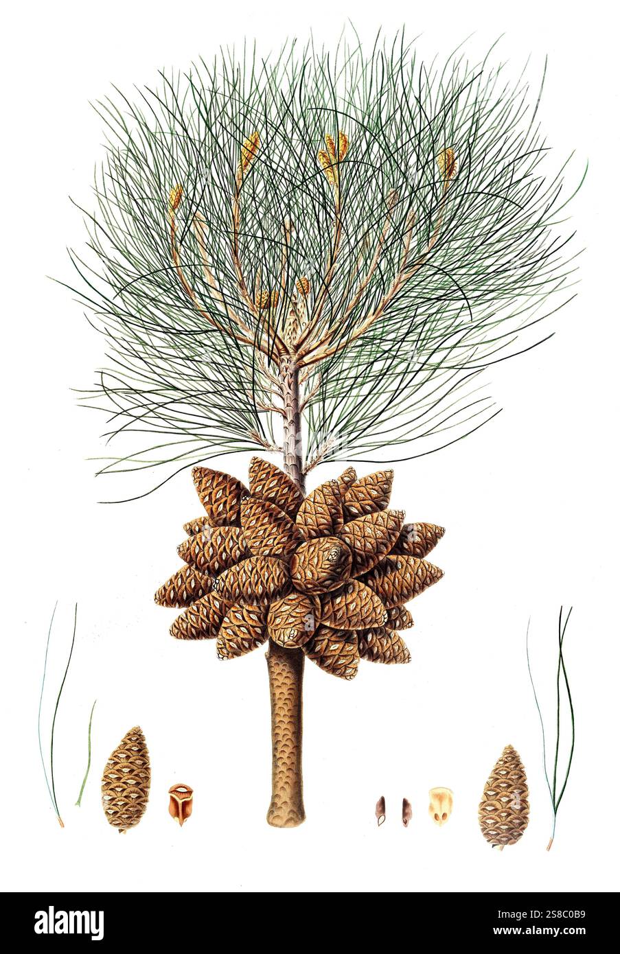 Kalabrische Kiefer, Östliche Mittelmeer-Kiefer, Pinus brutia, Turkish ...