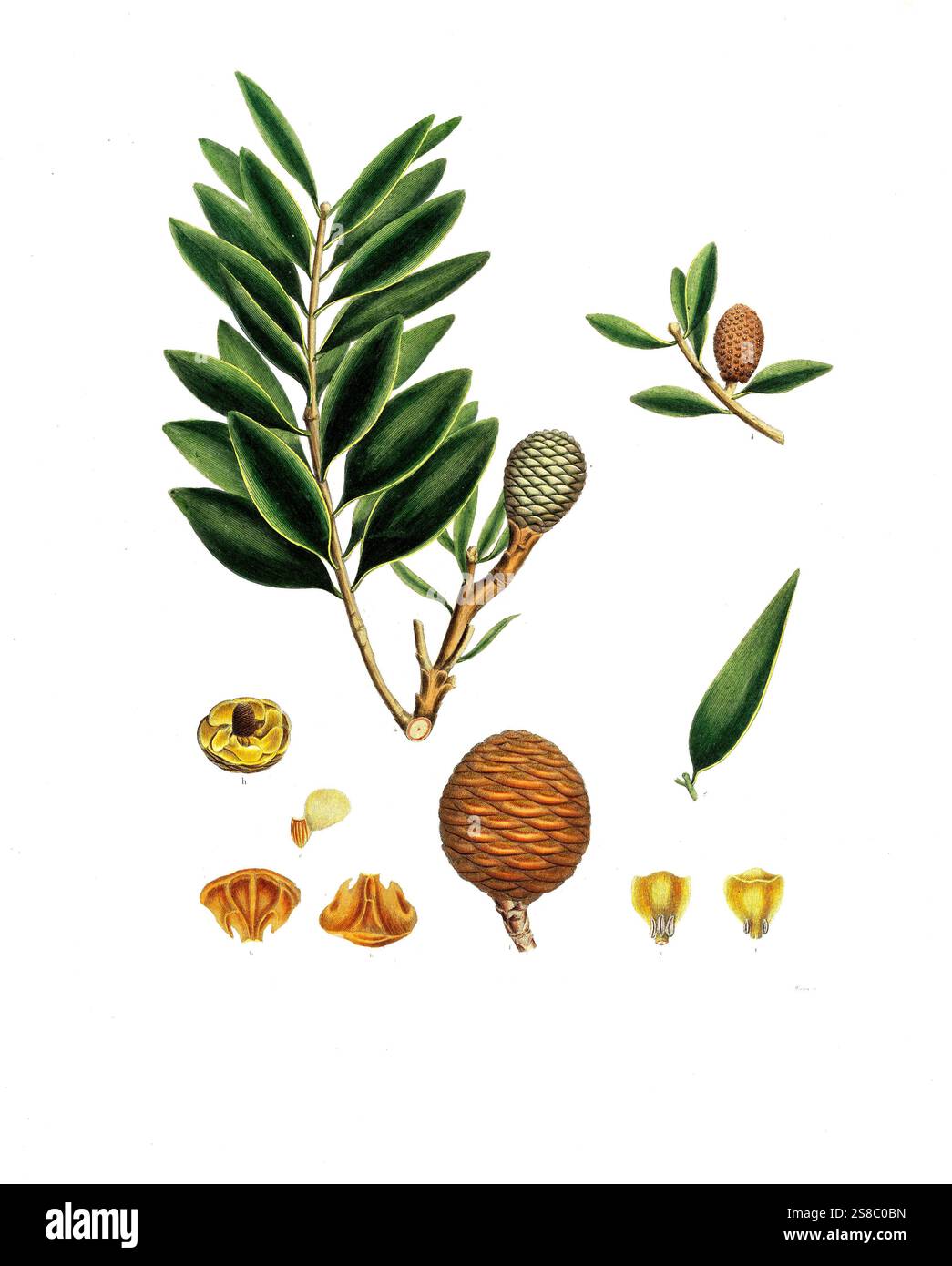 Agathis dammara, Familie der Araukariengewächse, Dammara orientalis ...