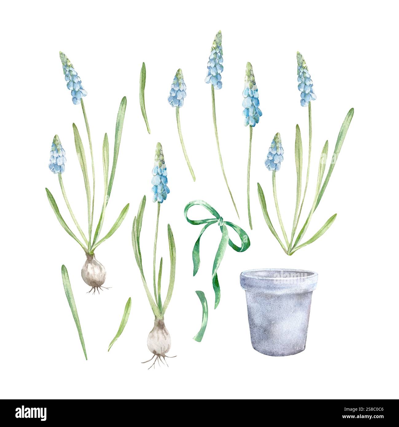 Muscari flower set. Blue spring flowers hand painted with watercolor ...
