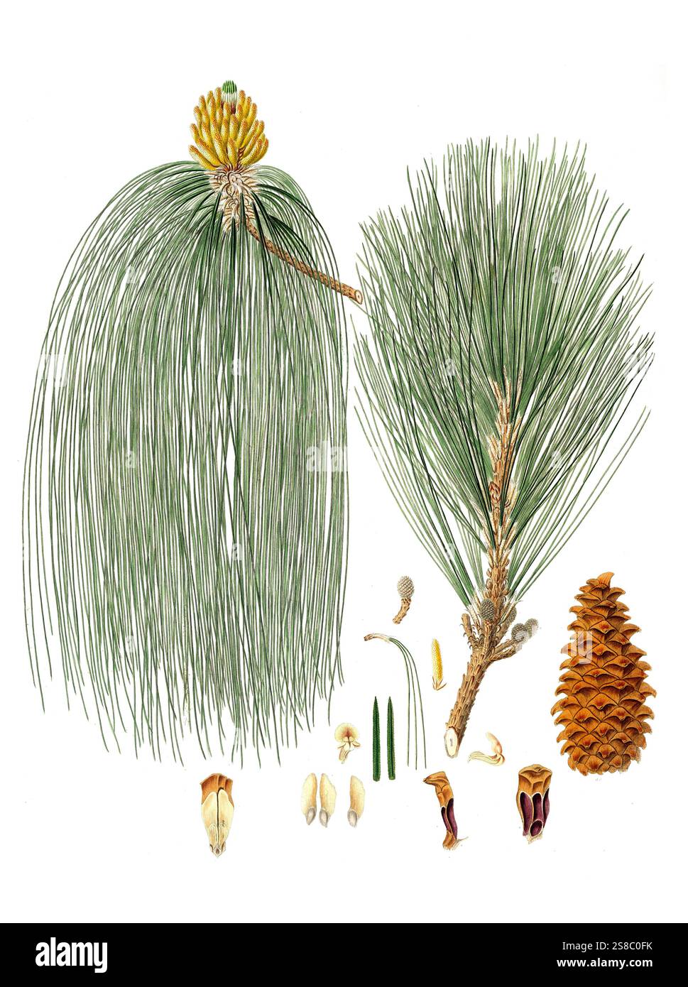 Sumpf-Kiefer, Pinus palustris, Pinus longifolia, Long-leaved Indian ...