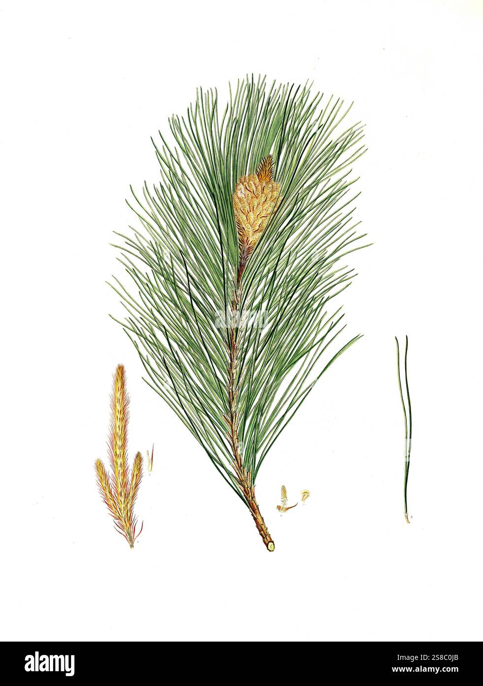 Pflanzenart aus der Gattung der Kiefern, Pinus massoniana, Indian pine ...