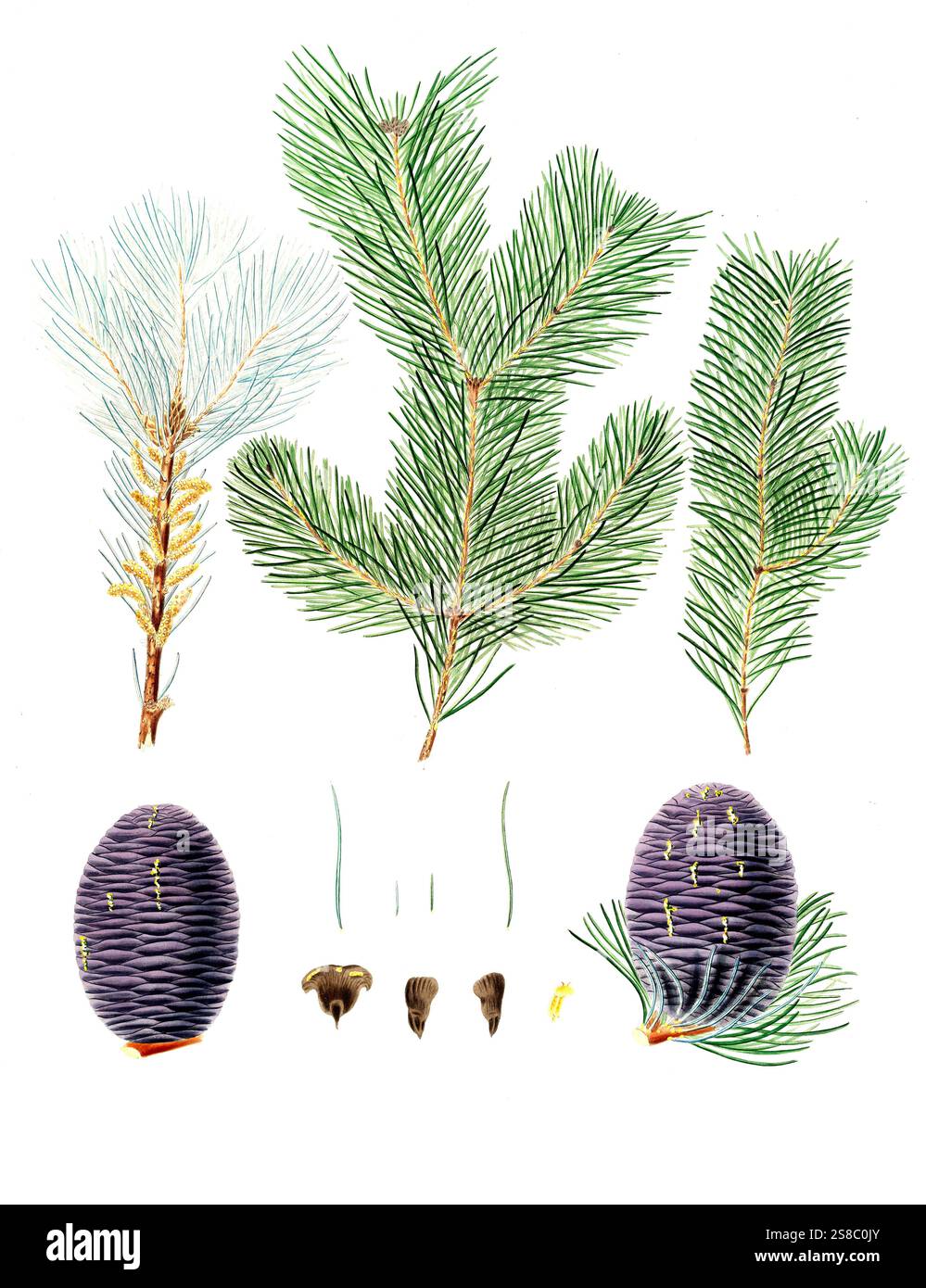 Pindrow-Tanne, Abies pindrow, Pinus pindrow, Tooth-leaved fir, pindrow ...