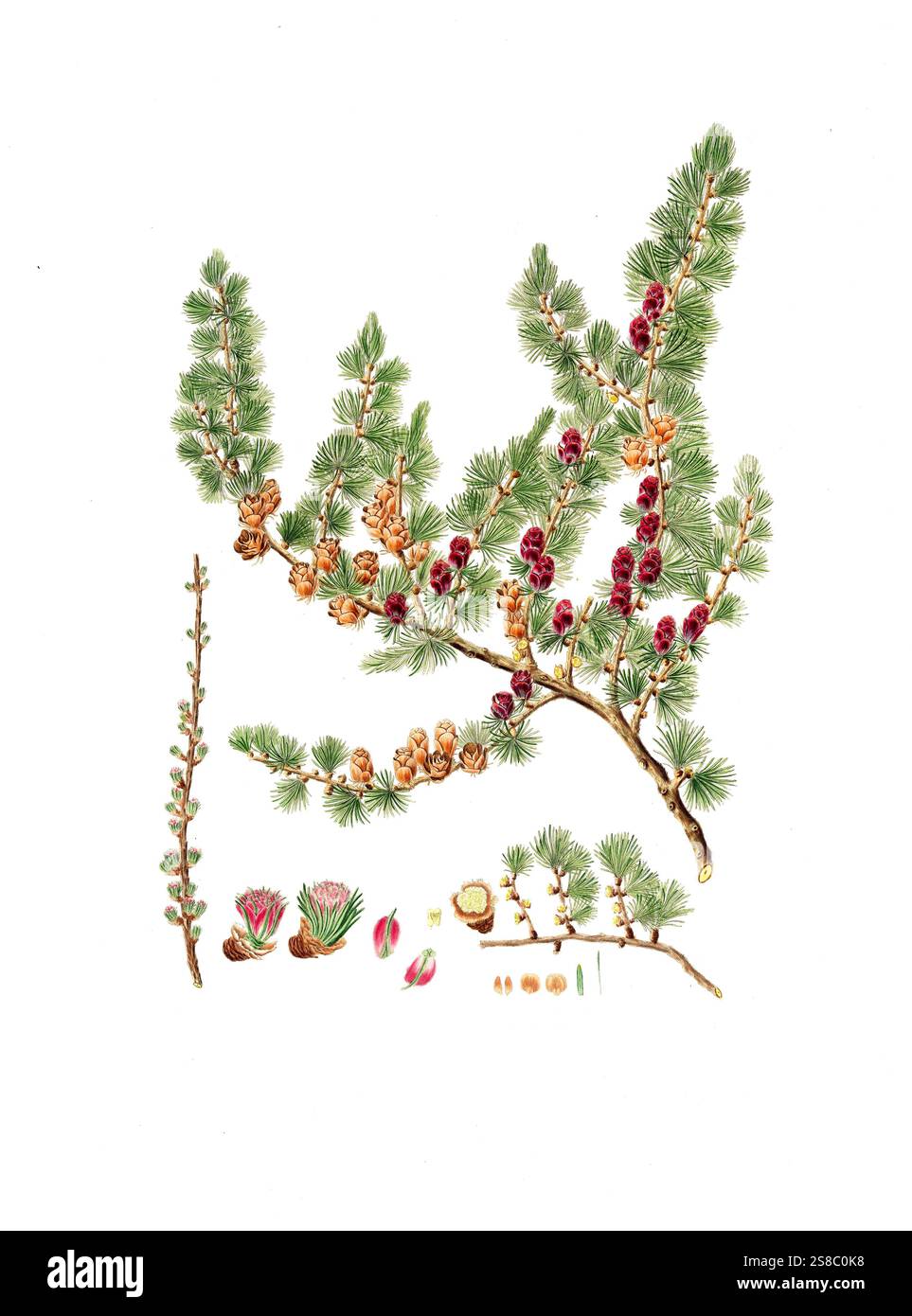 Ostamerikanische Lärche oder Amerikanische Lärche, Larix laricina ...