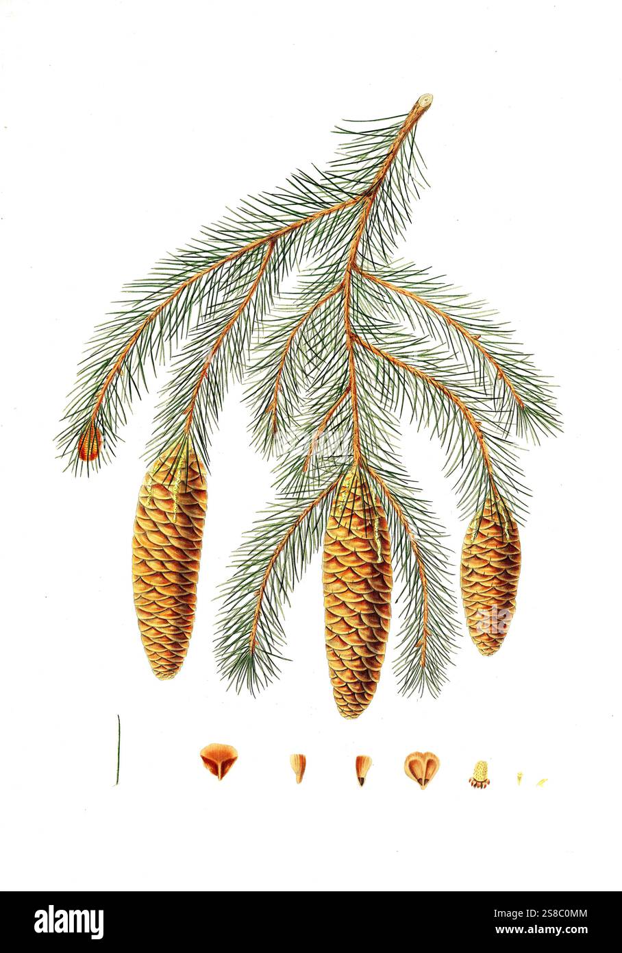 Himalaja-Fichte, Picea smithiana, Himalayan spruce fir, Baum, digital ...