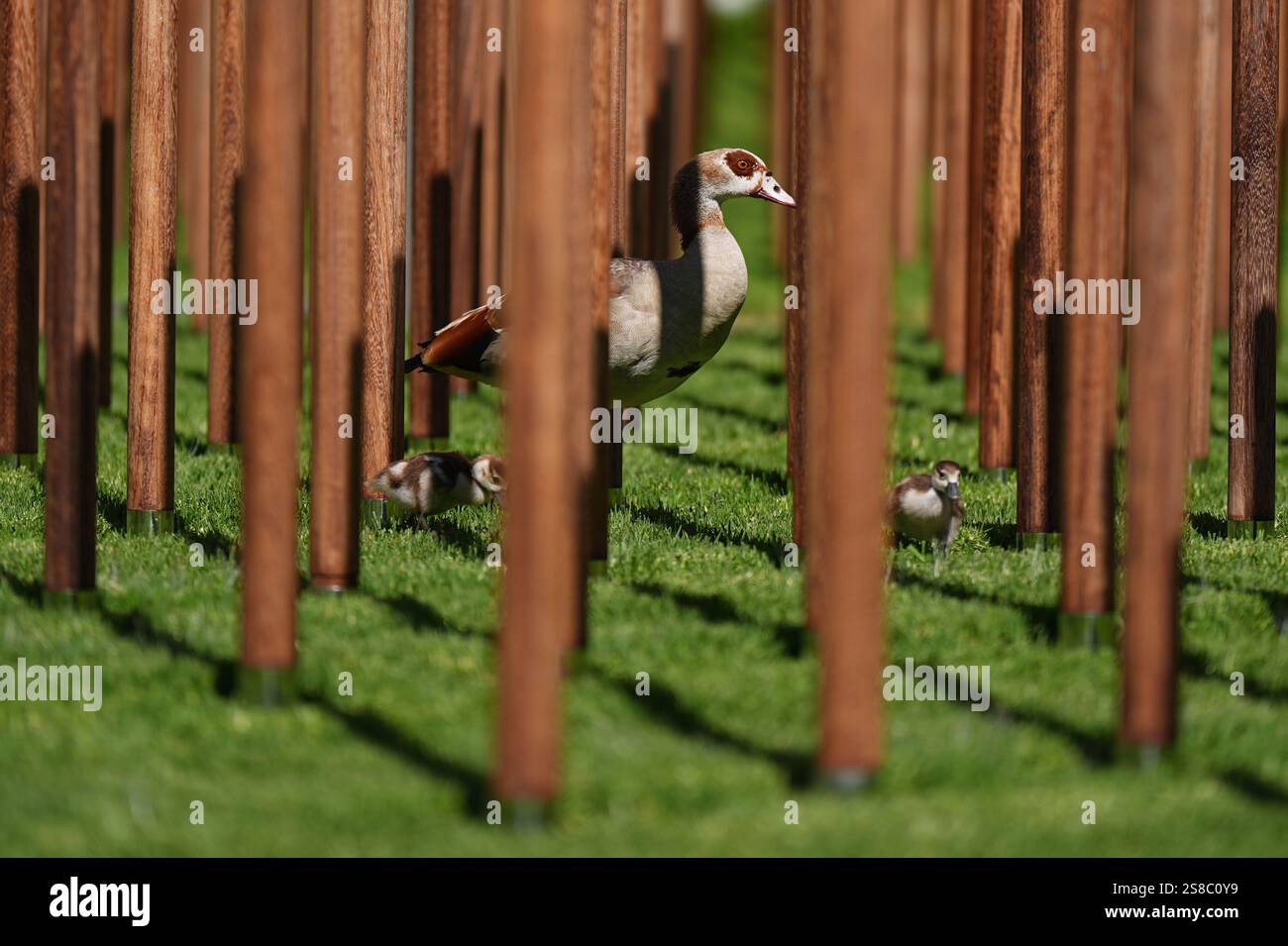 Geese walk through the memorial at the opening of the new Labour Corps ...