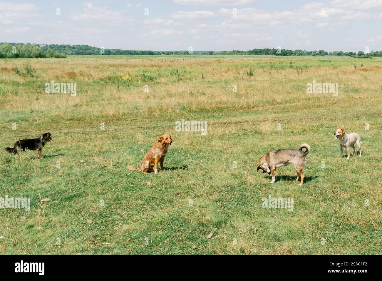 Four dogs of different breeds are sitting on an open green lawn under a ...