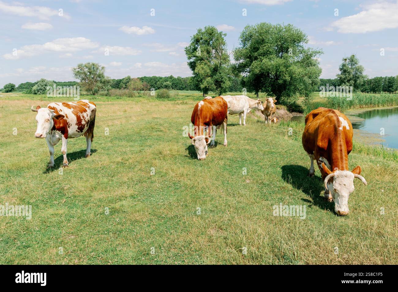 Cows of different colors graze on a spacious green meadow near a ...