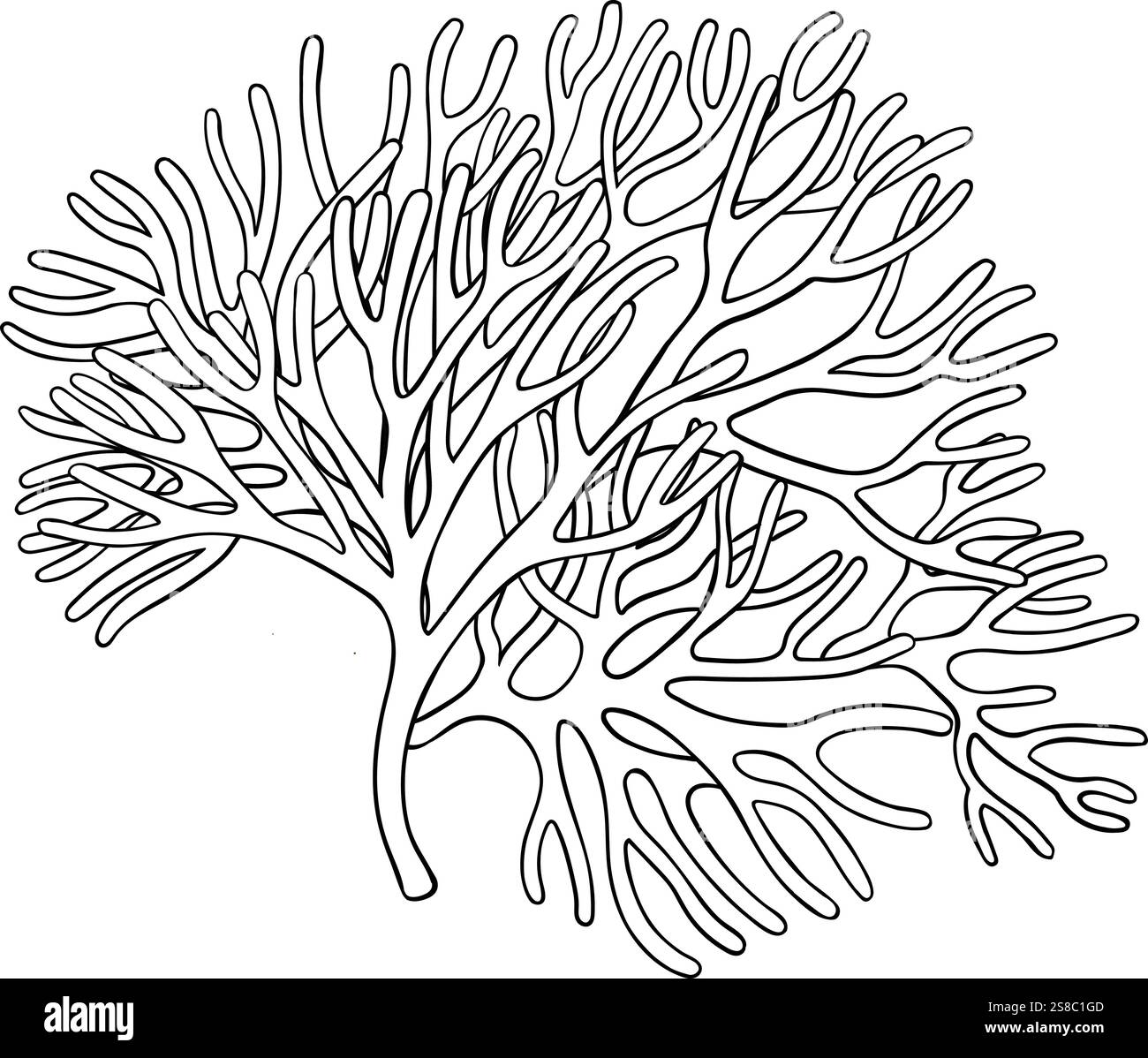 Sea Moss Plant Outline Illustration Stock Vector Image & Art - Alamy