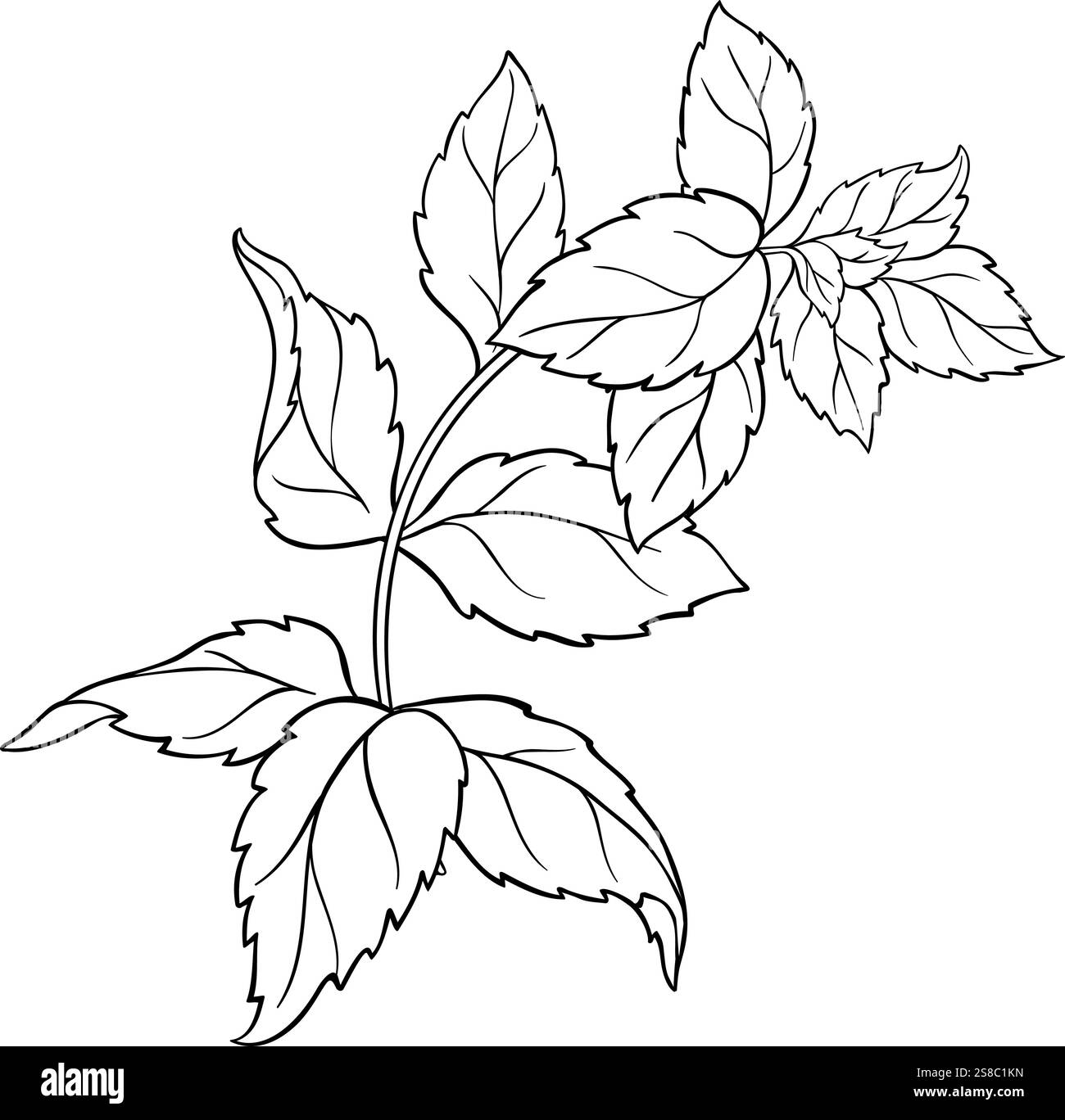 peppermint branch isolated outline illustration Stock Vector Image ...