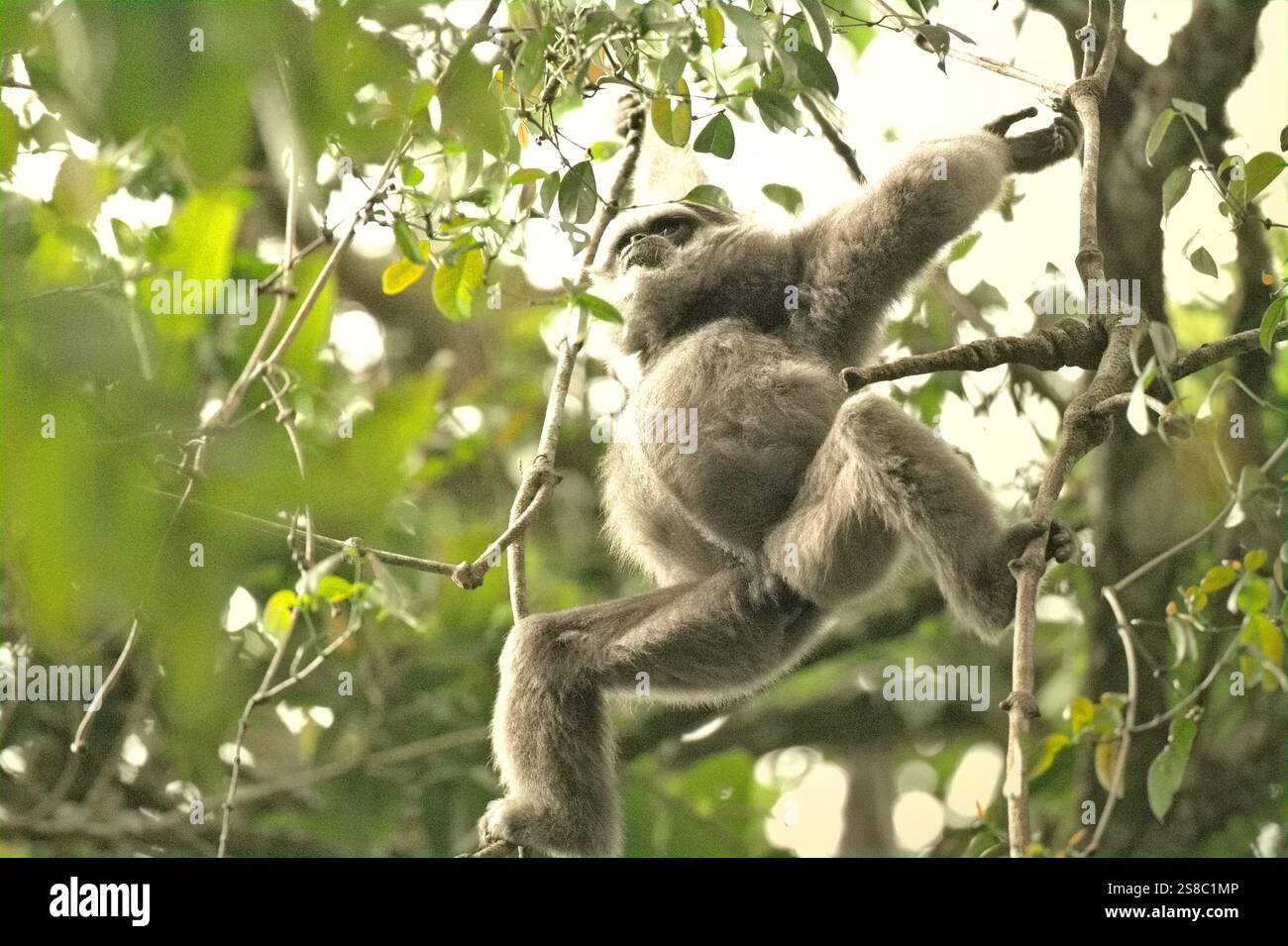 A Javan gibbon (Hylobates moloch, silvery gibbon) in Gunung Halimun ...