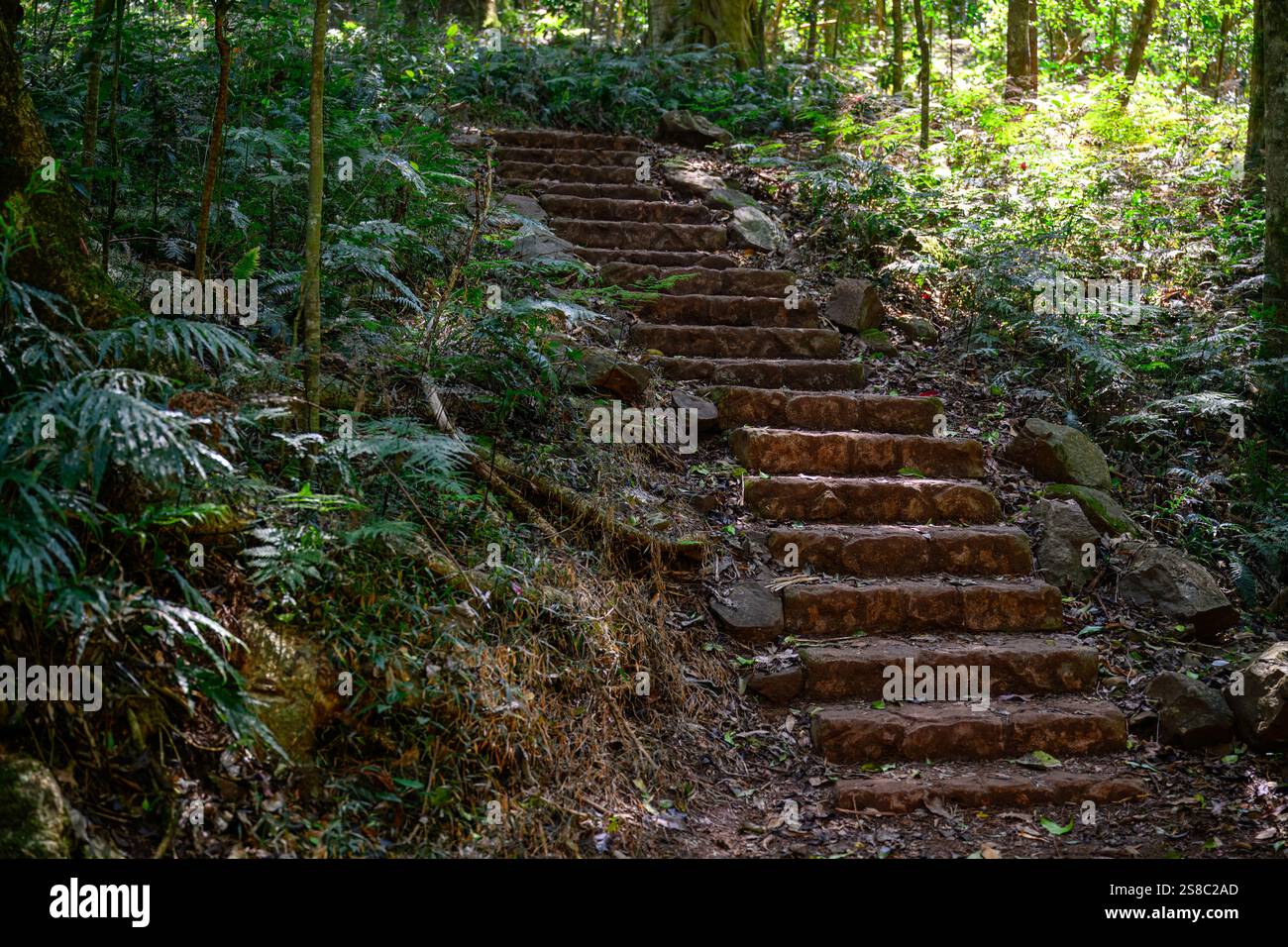 Stone stairs steps in lush rainforest jungle, adventure explore walk ...