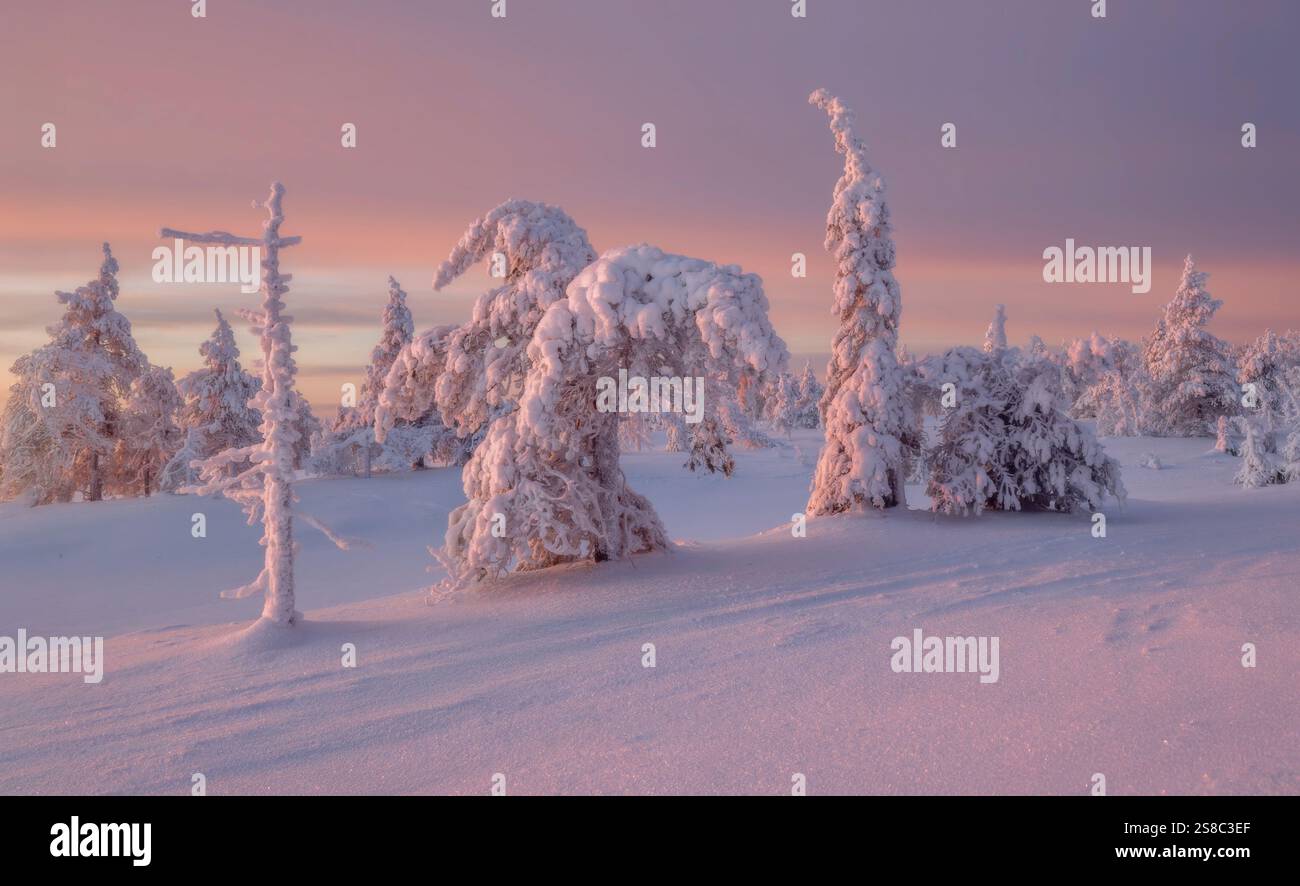 A breathtaking winter scene from Riisitunturi National Park in Finnish ...