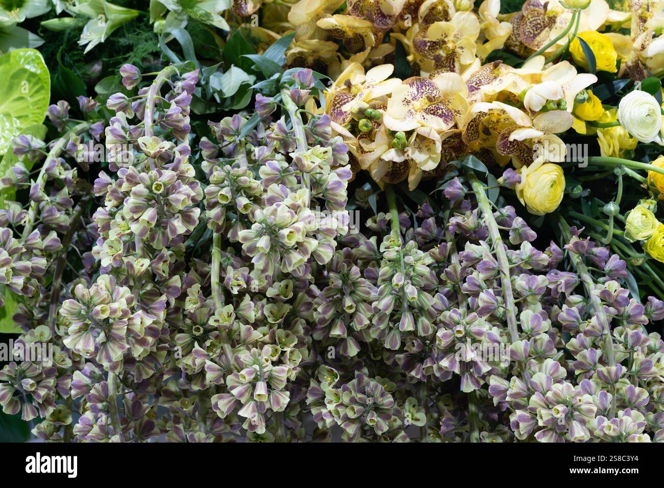 A detailed closeup of pale yellow orchids and delicate green leaves in ...