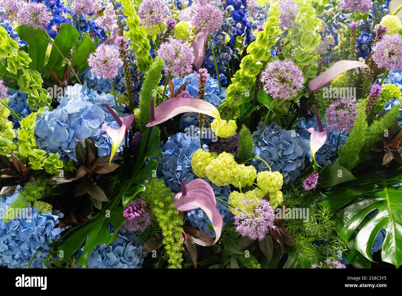 A vibrant floral display featuring blue hydrangeas and green leaves ...