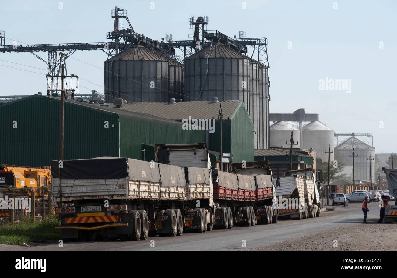 Swellendam Western Cape South Africa. 04.12.2024. Grain trucks and ...