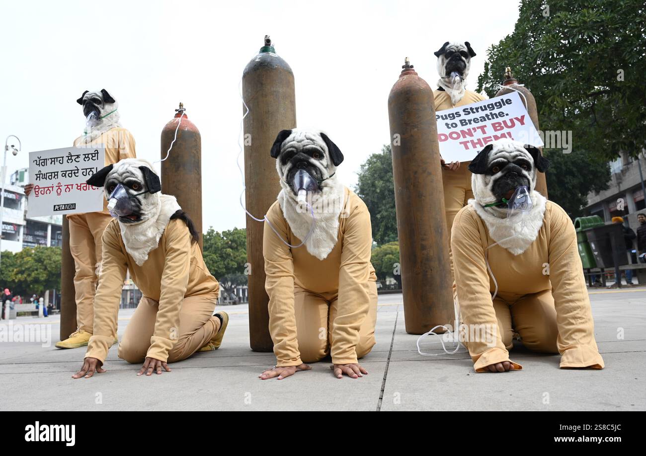 Chandigarh, India. 21st Jan, 2025. CHANDIGARH, INDIA - JANUARY 21 ...