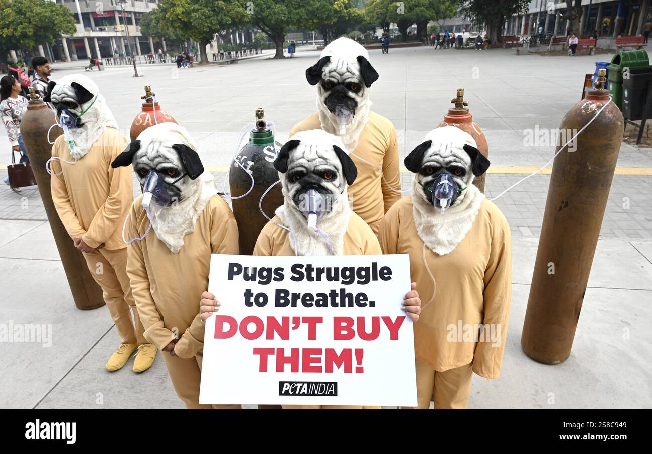 Chandigarh, India. 21st Jan, 2025. CHANDIGARH, INDIA - JANUARY 21 ...