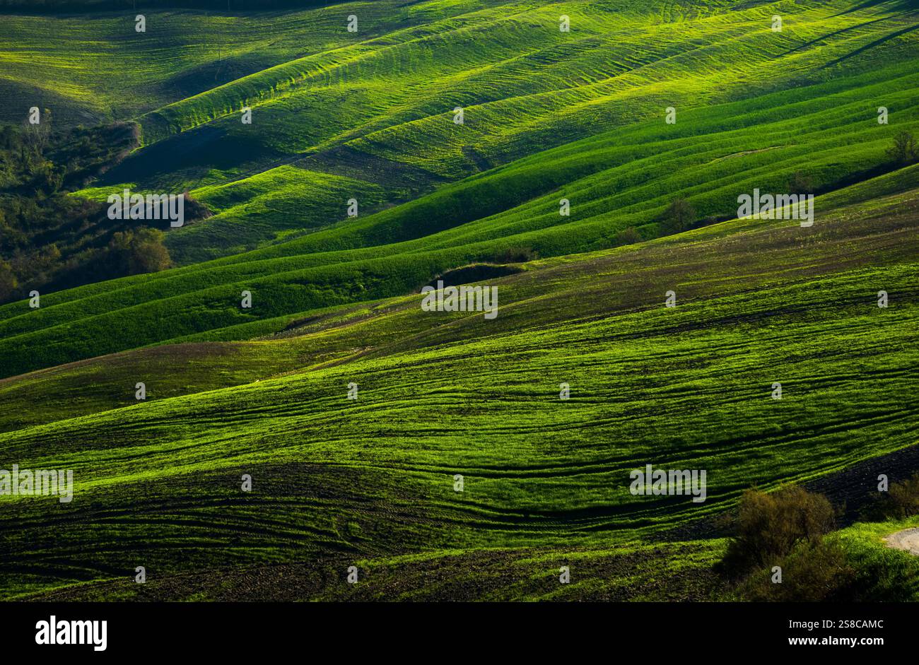 Green hills with wavy patterns and natural beauty under warm sunlight ...