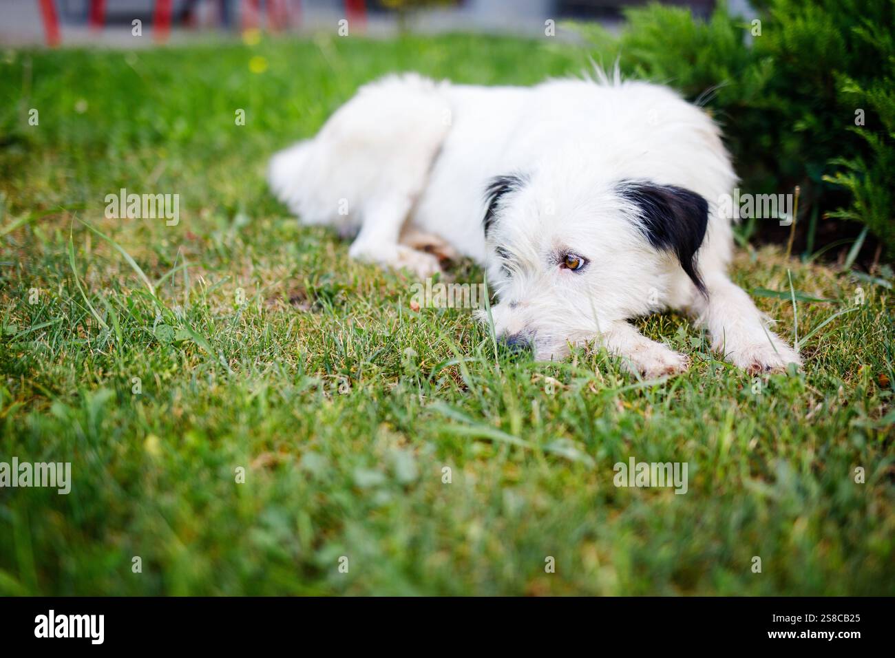 A fluffy young white dog with black markings is resting on a vibrant ...