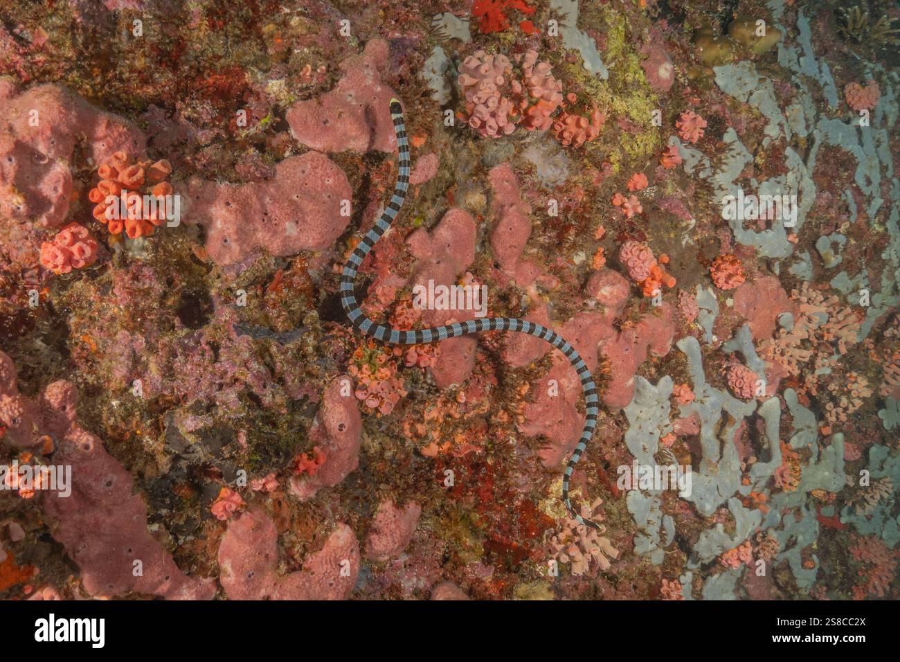 Banded Sea Krait Laticauda colubrina in the Sea of the Philippines ...