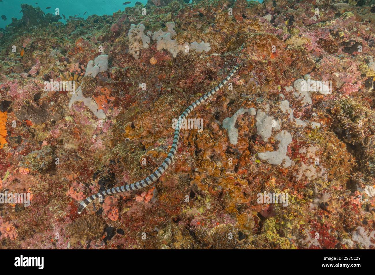 Banded Sea Krait Laticauda colubrina in the Sea of the Philippines ...