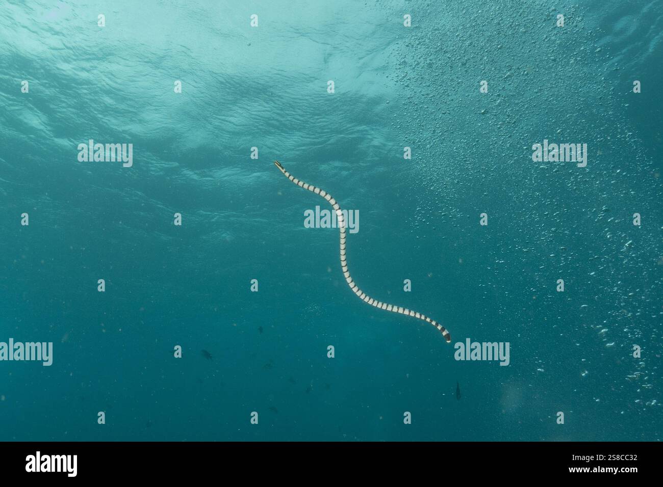 Banded Sea Krait Laticauda colubrina in the Sea of the Philippines ...