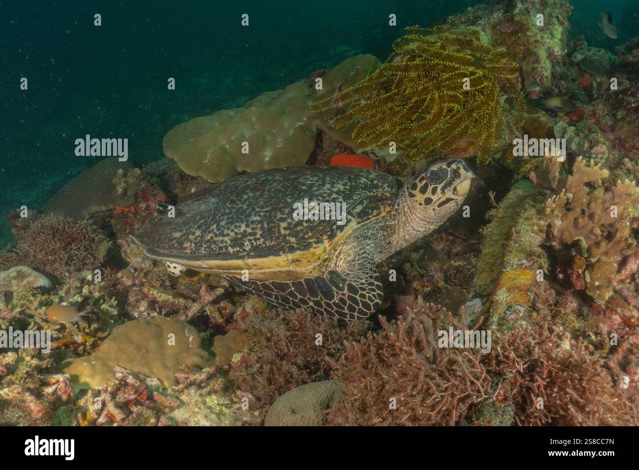Hawksbill sea turtle in the Sea of the Philippines Stock Photo - Alamy