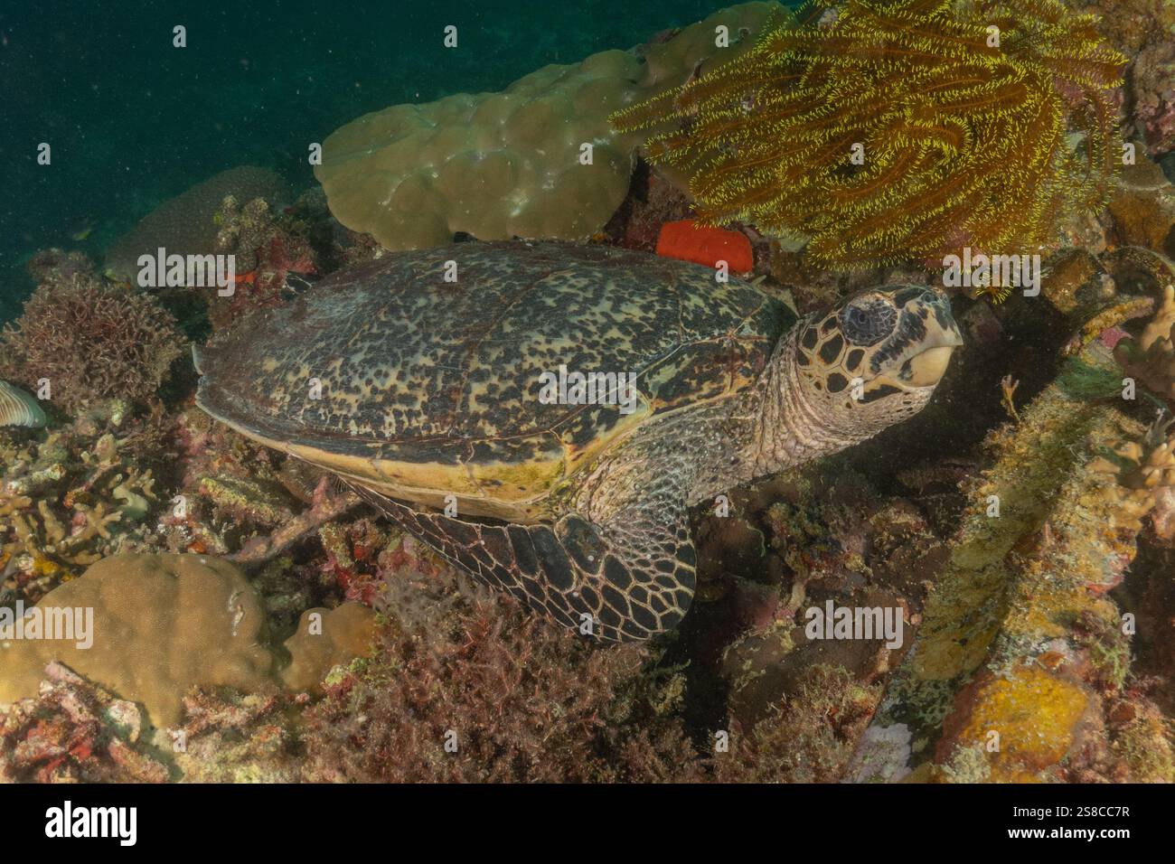 Hawksbill sea turtle in the Sea of the Philippines Stock Photo - Alamy