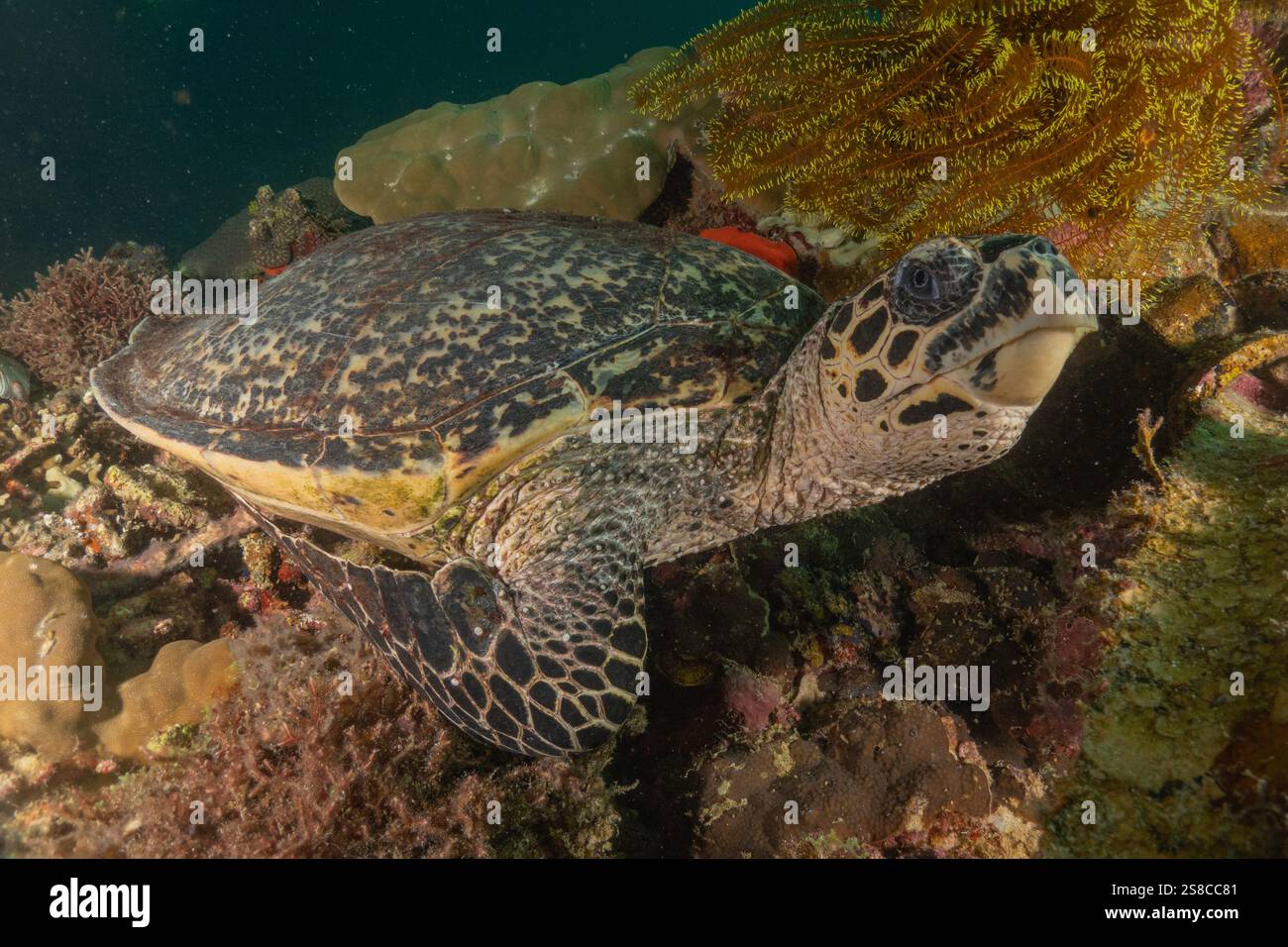 Hawksbill sea turtle in the Sea of the Philippines Stock Photo - Alamy