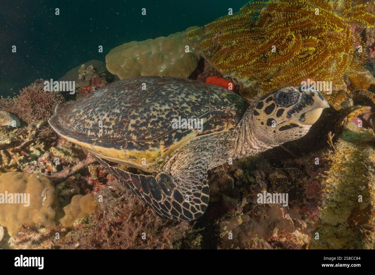 Hawksbill sea turtle in the Sea of the Philippines Stock Photo - Alamy