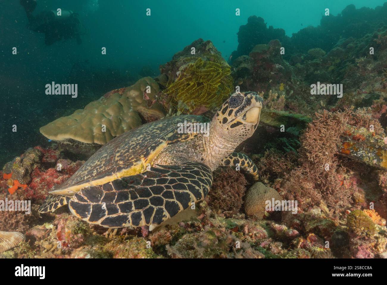 Hawksbill sea turtle in the Sea of the Philippines Stock Photo - Alamy